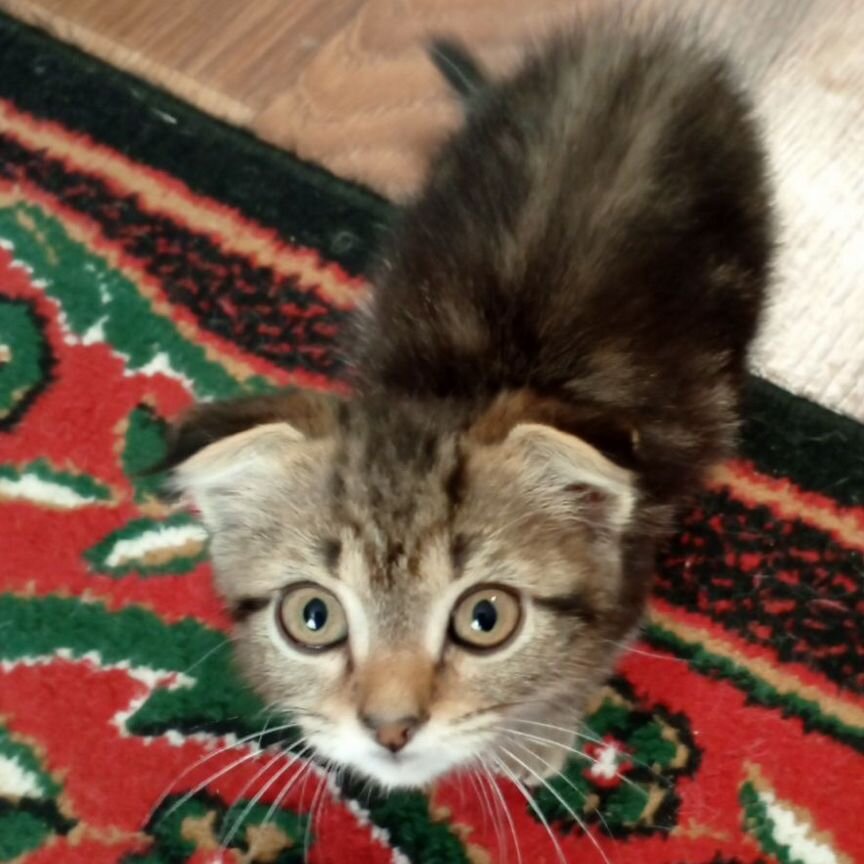 Котёнок девочка