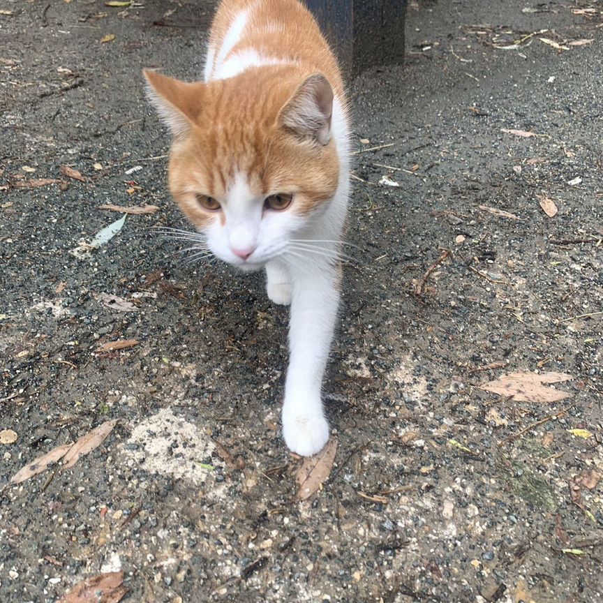 Кот в добрые руки