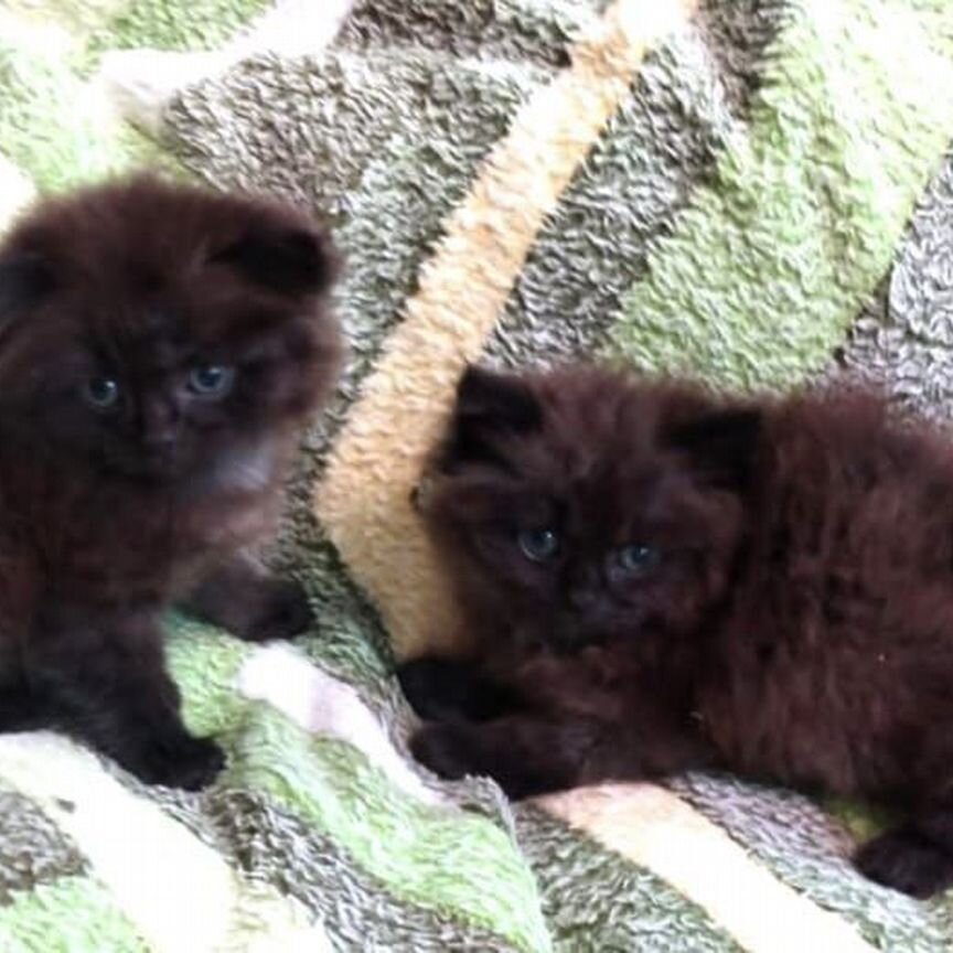 Шотландский вислоухий длинношёрстный котёнок