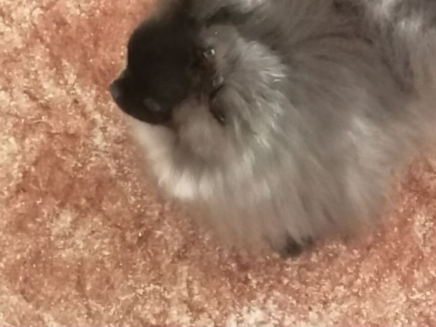 Померанский шпиц мини щенок