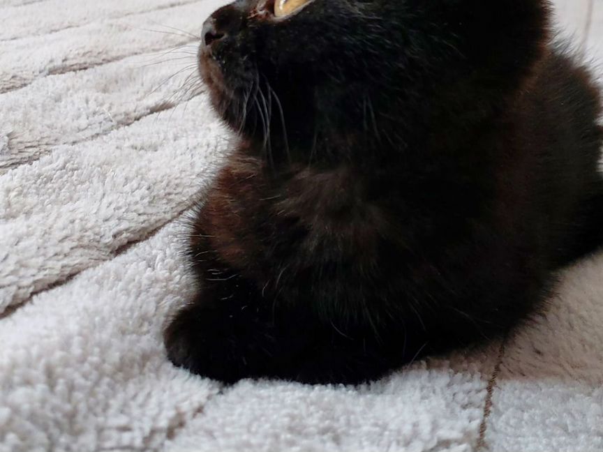 Чёрный тикированный шатланский котёнок