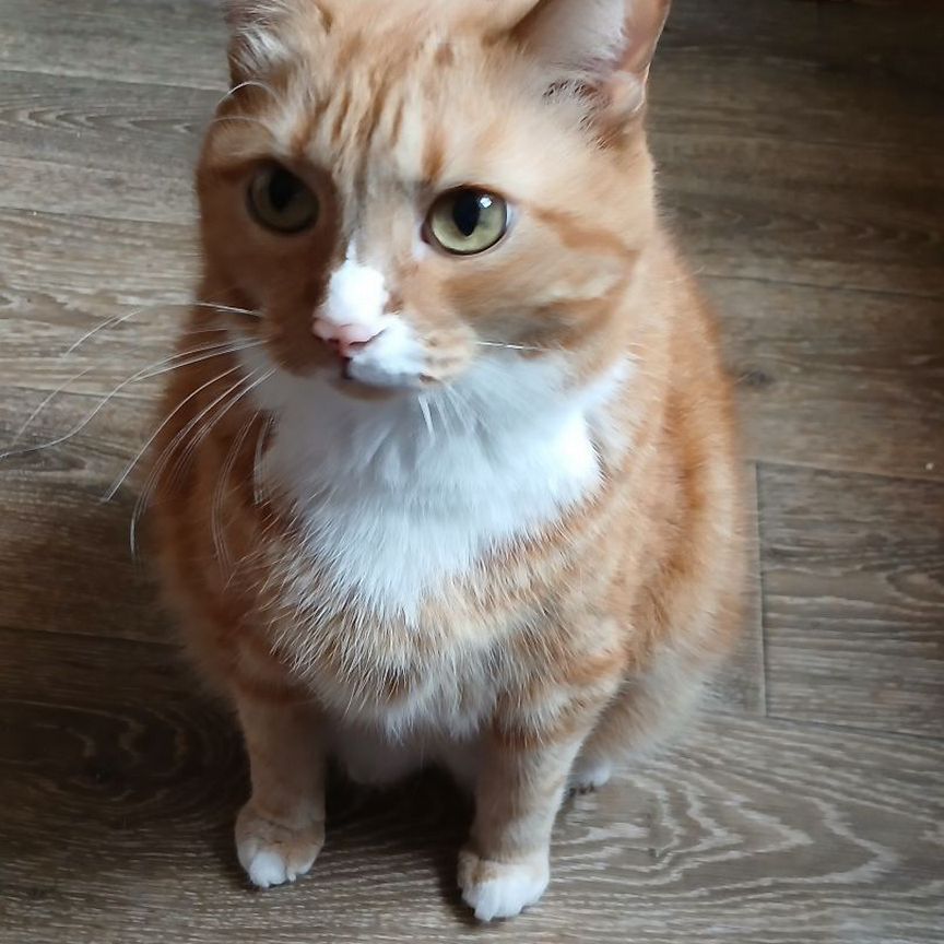 Взрослый кот в добрые руки