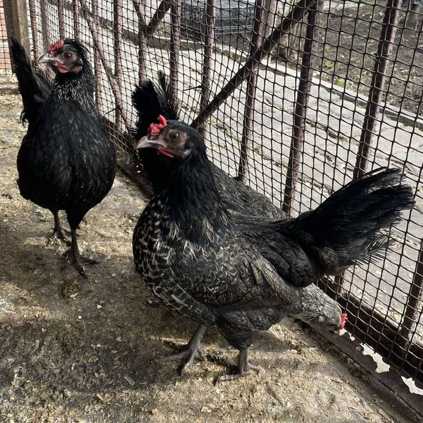 Декоративные куры и петух