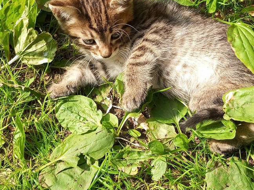 Отдам котиков в добрые руки от кошки мышеловки