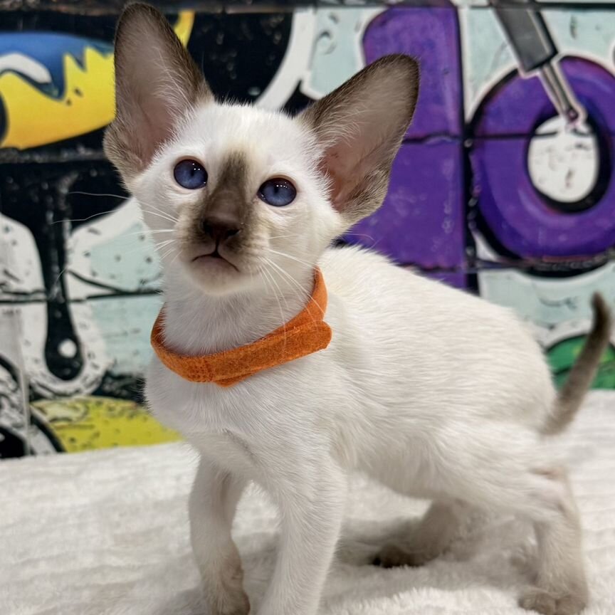 Ориентальный котёнок