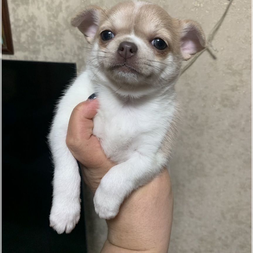 Чихуахуа, щенок