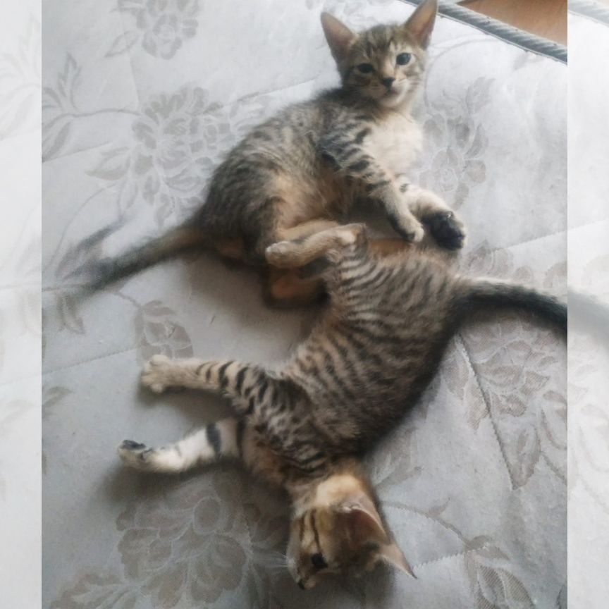 Абиссинский котёнок