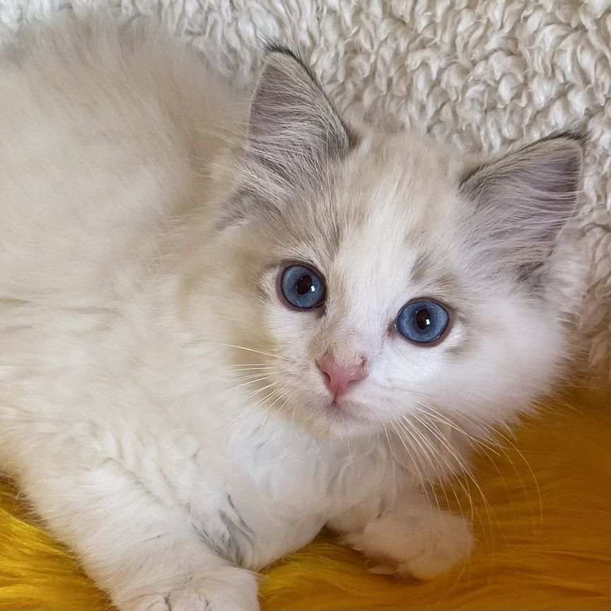 Котята рэгдолл