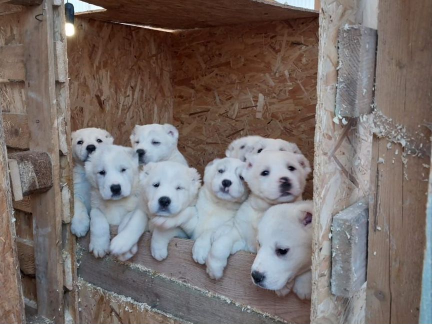 Щенки сао алабай