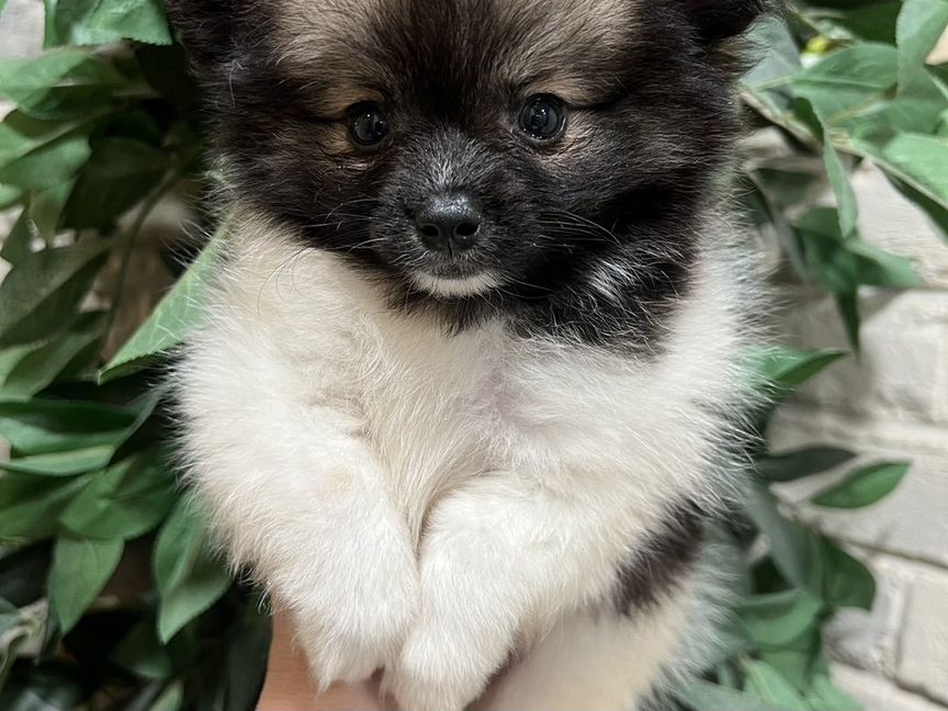 Шпиц мальчик