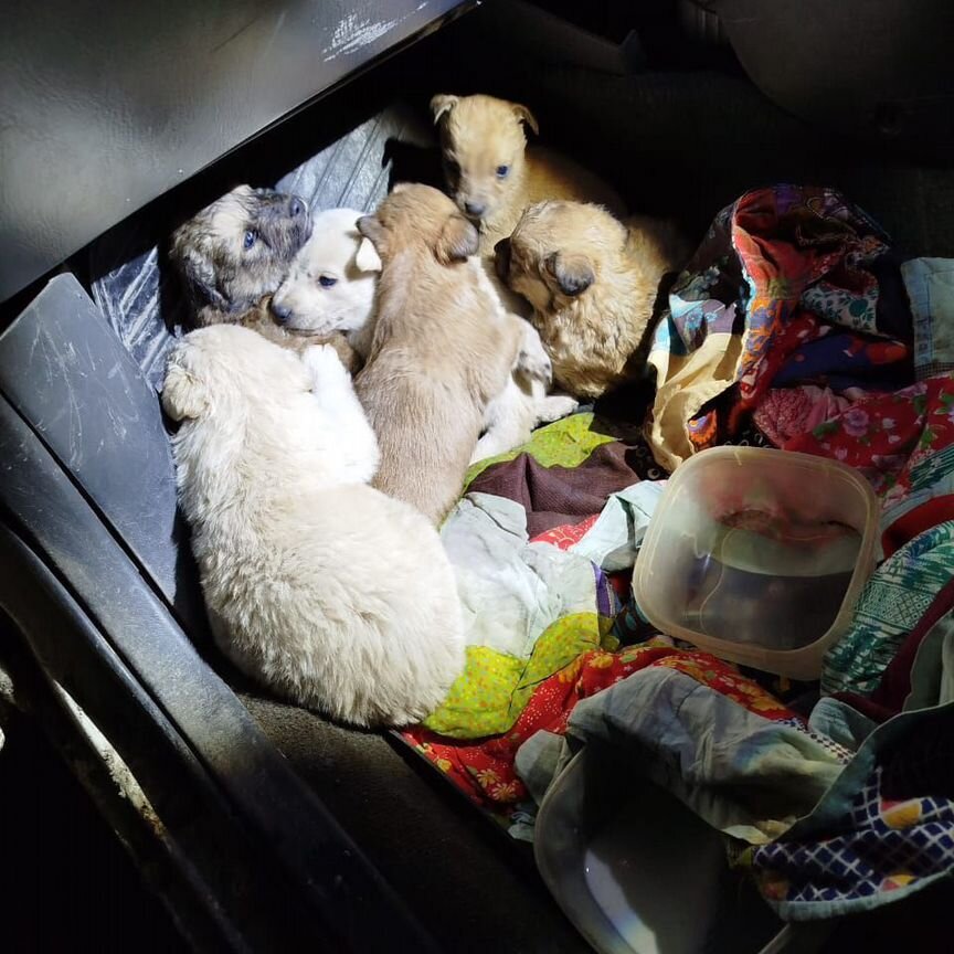 Щенки в добрые руки