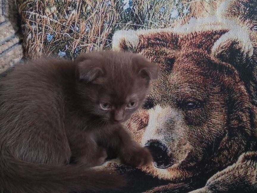 Шотландские вислоухие котята