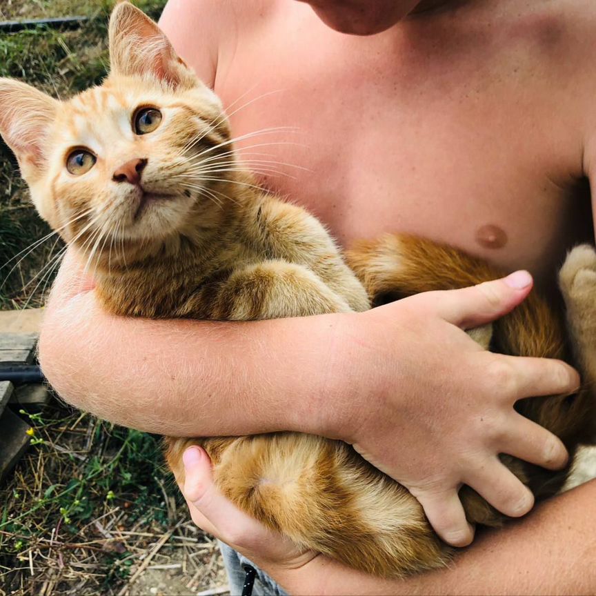 Котята мейн-кун метисы