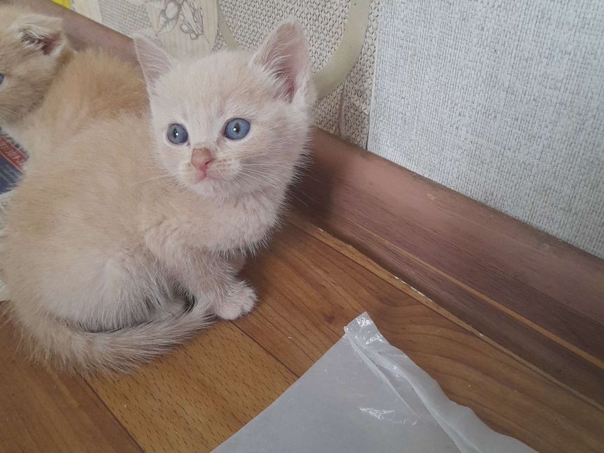 Кошки породистые бесплатно