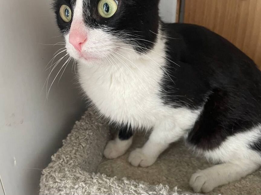 Кот Кеша ищет дом