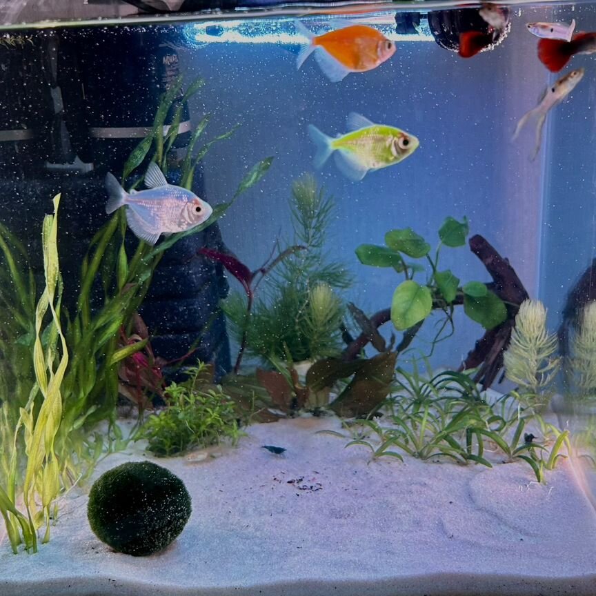 Тернеция гло фиш