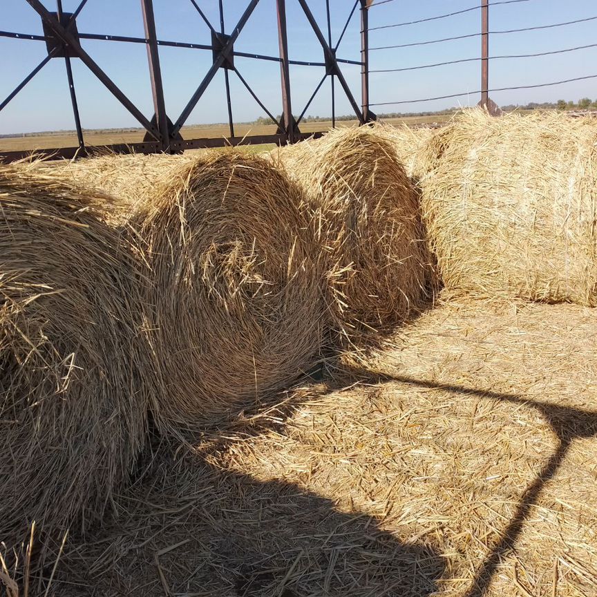 Сено Суданка 145