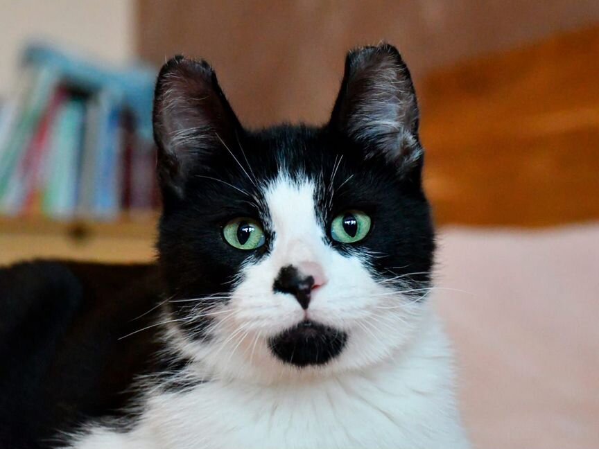 Котик подросток