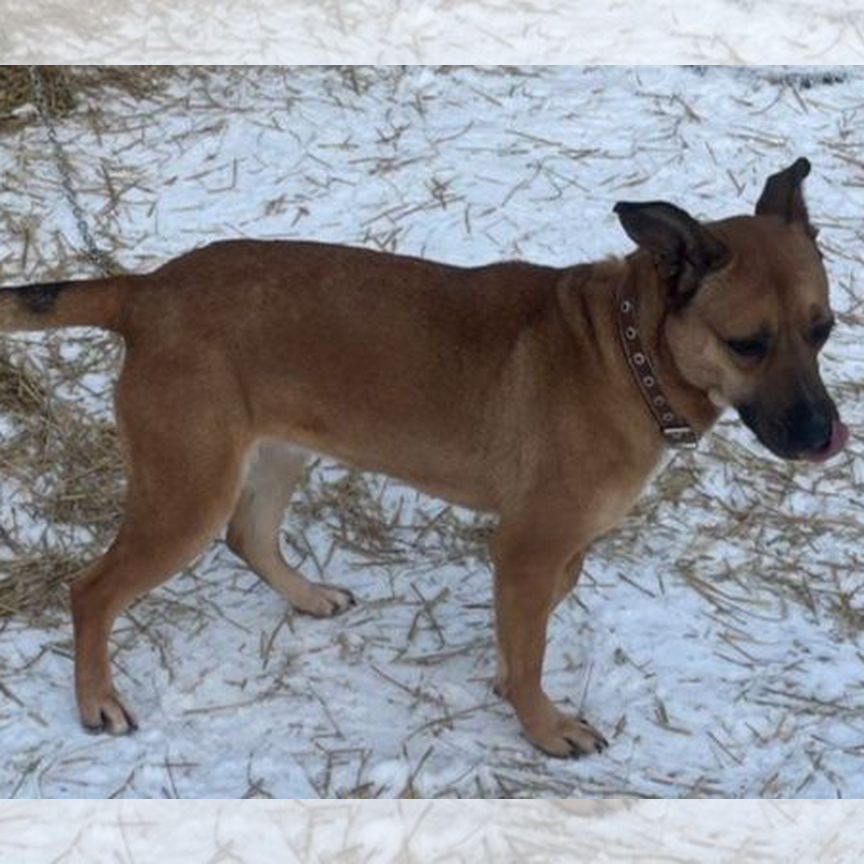 Русский той-терьер, взрослая собака