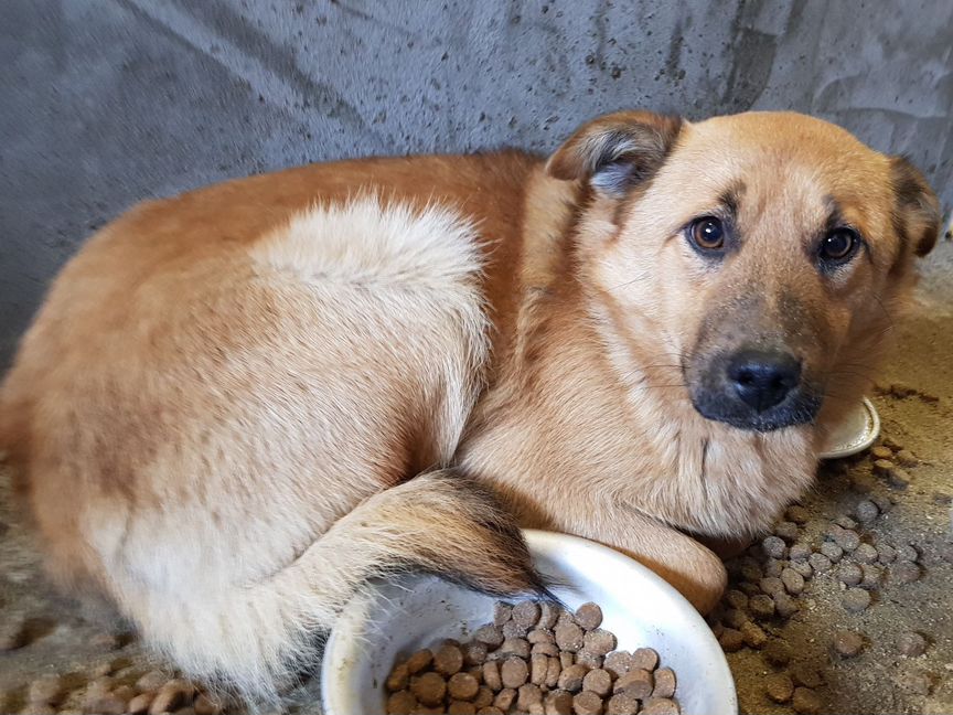 Небольшая красивая лисичка ищет дом