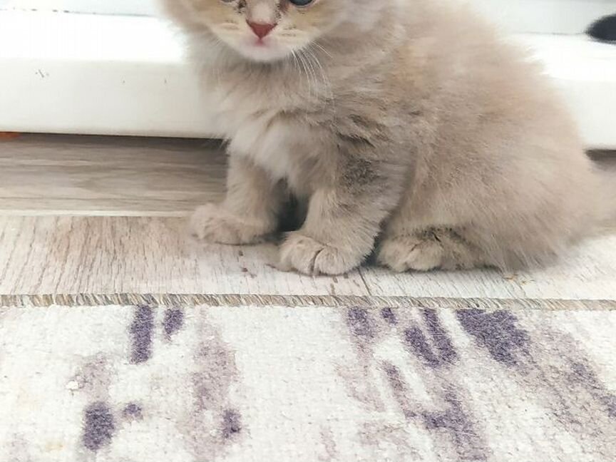 Кошки породистые