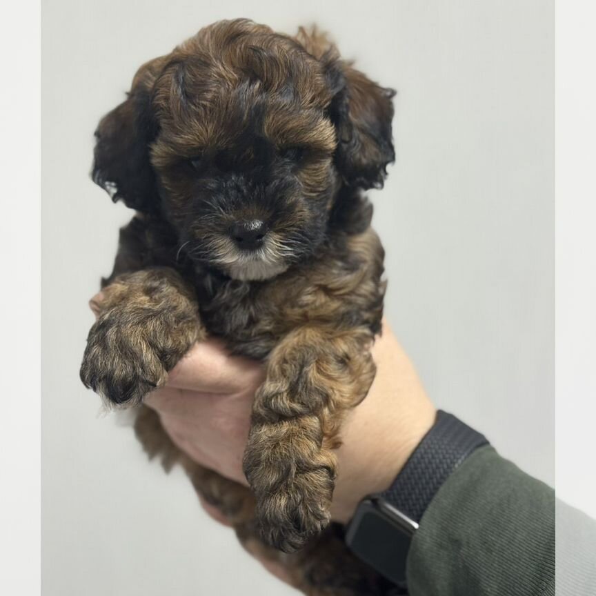 Мальтипу, щенок