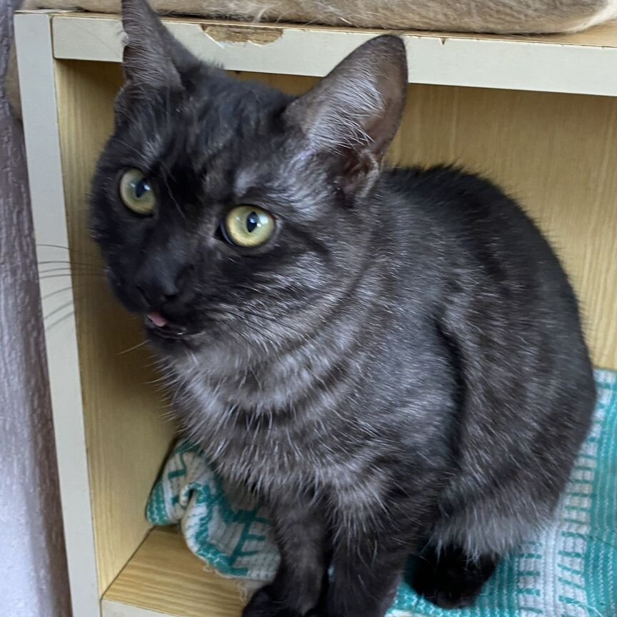 Котенок в добрые ручки