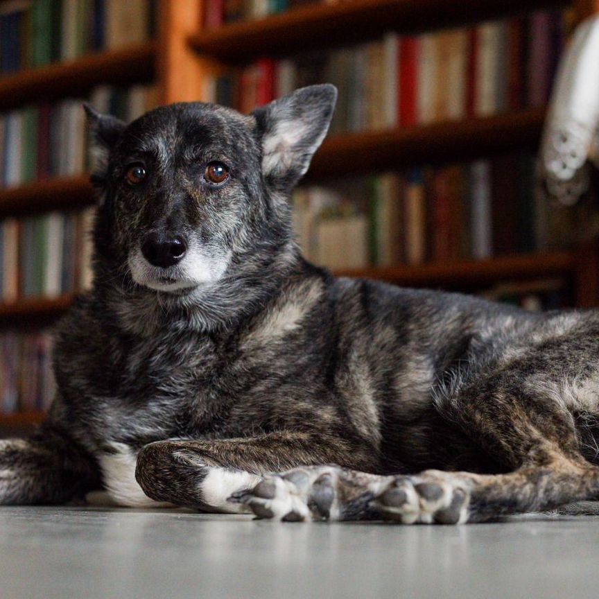 Собака в добрые руки