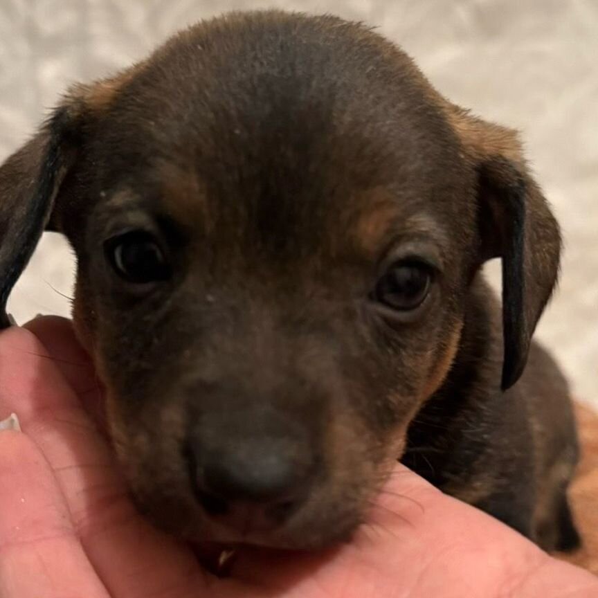 Щенок в добрые руки