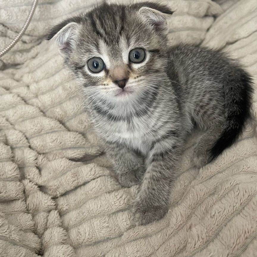 Шотландские вислоухие котята