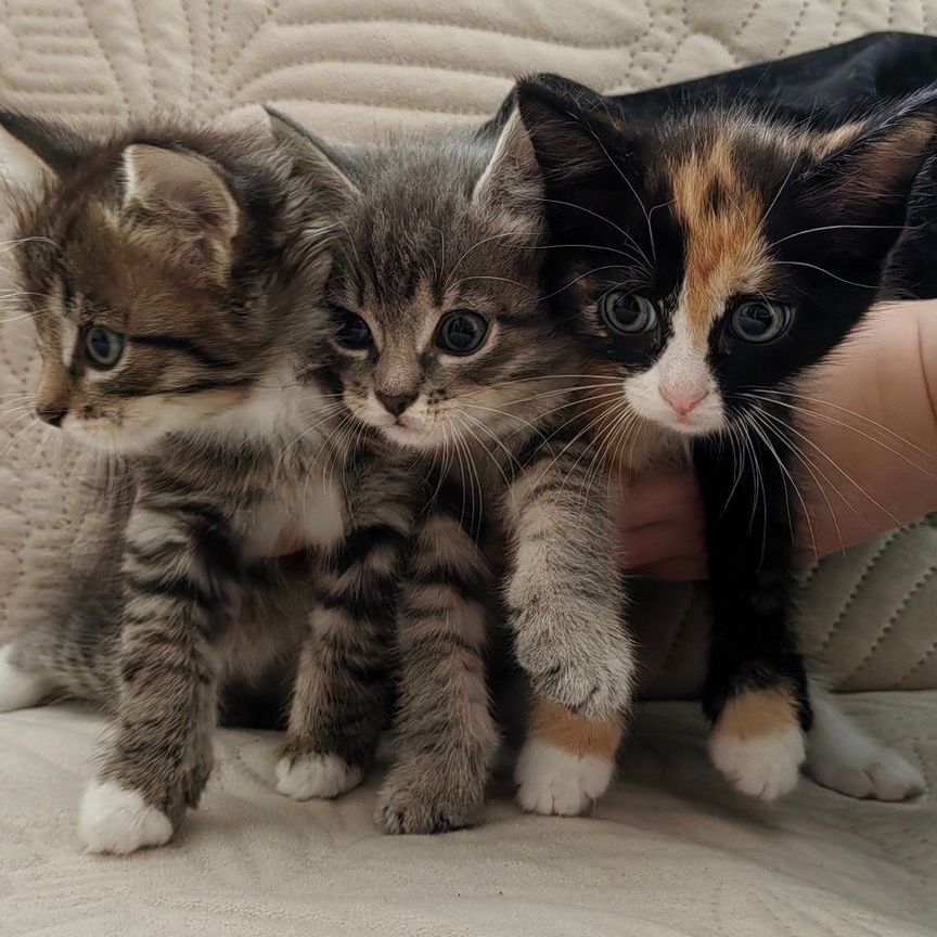Котята крутецкие