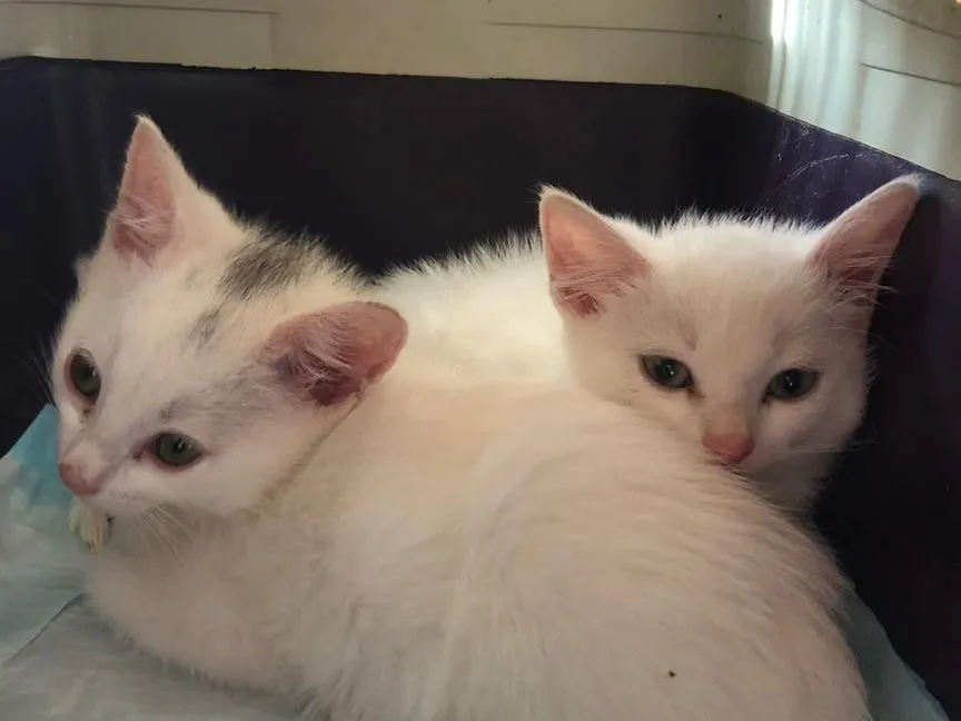 Котятки в добрые руки