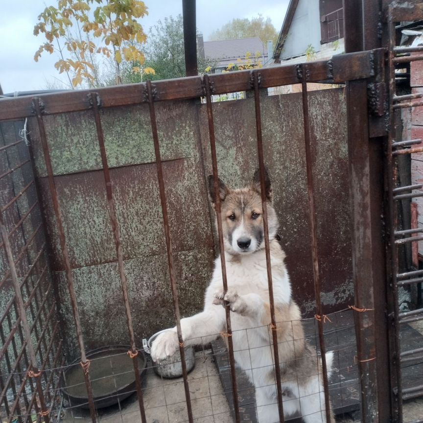 Щенок лайки