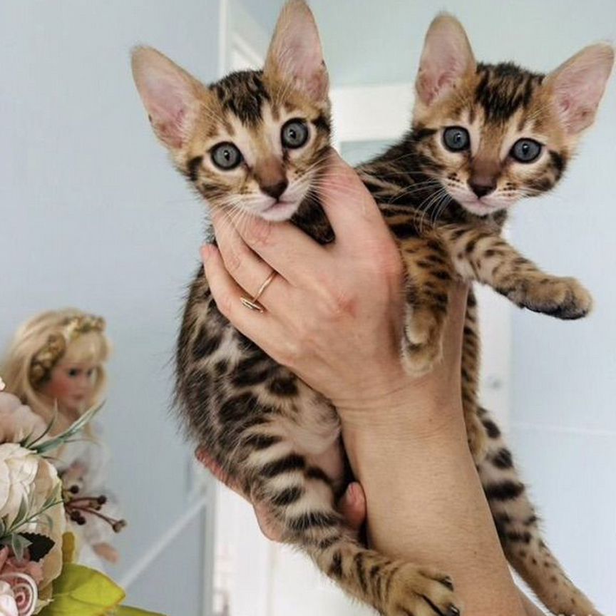 Бенгальские котята