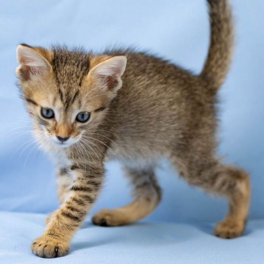 Маленький котенок ищет дом