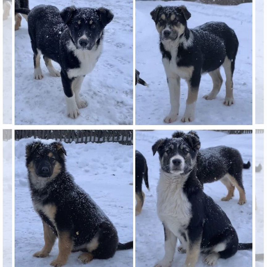 Щенок в добрые руки