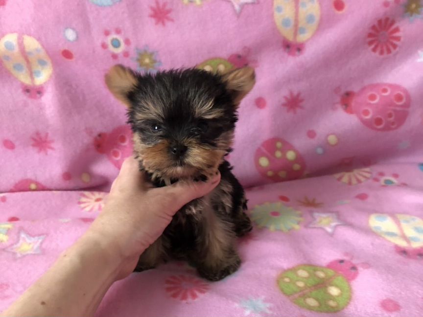 Йоркширский терьер мини детки