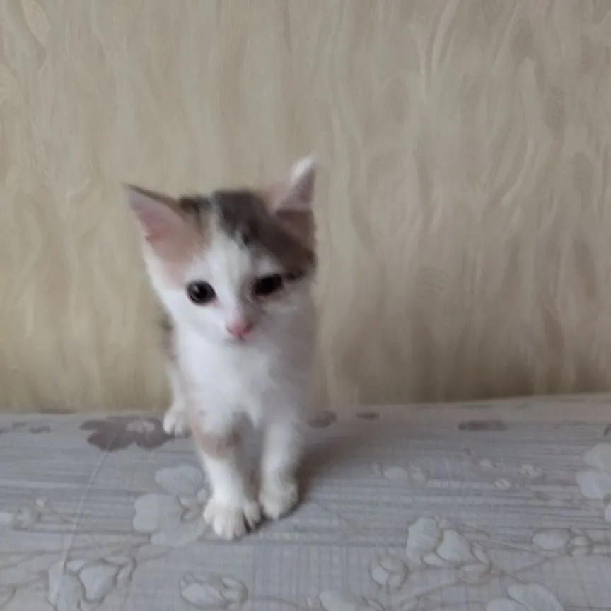 Котёнок