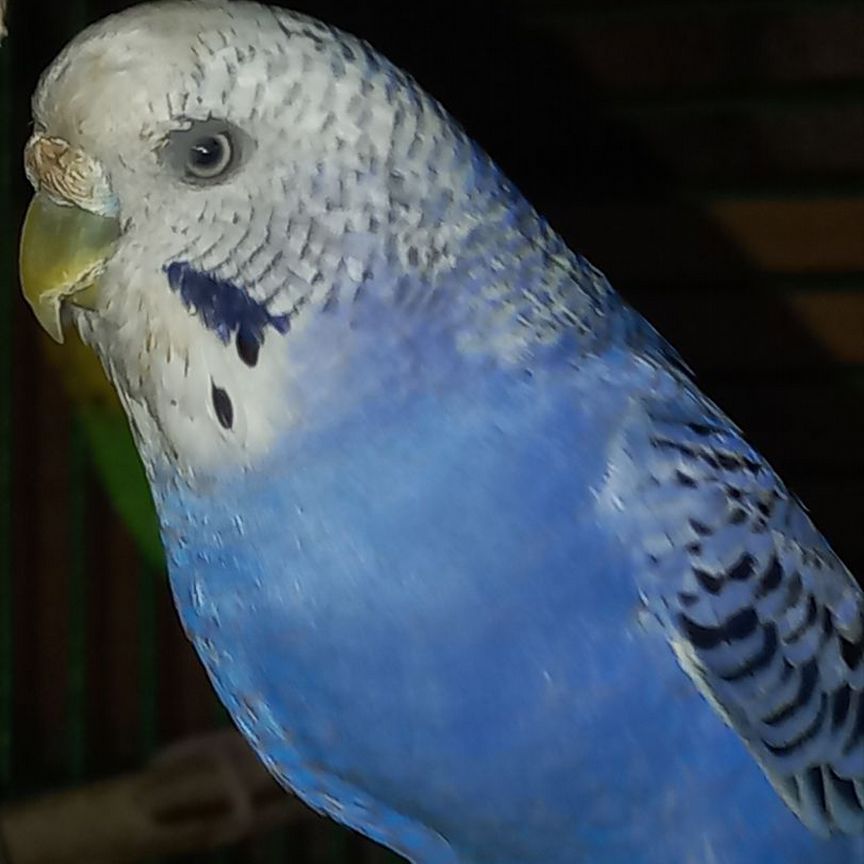 Волнистый попугай