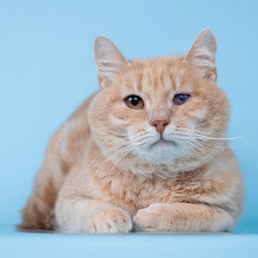 Взрослый кот в добрые руки