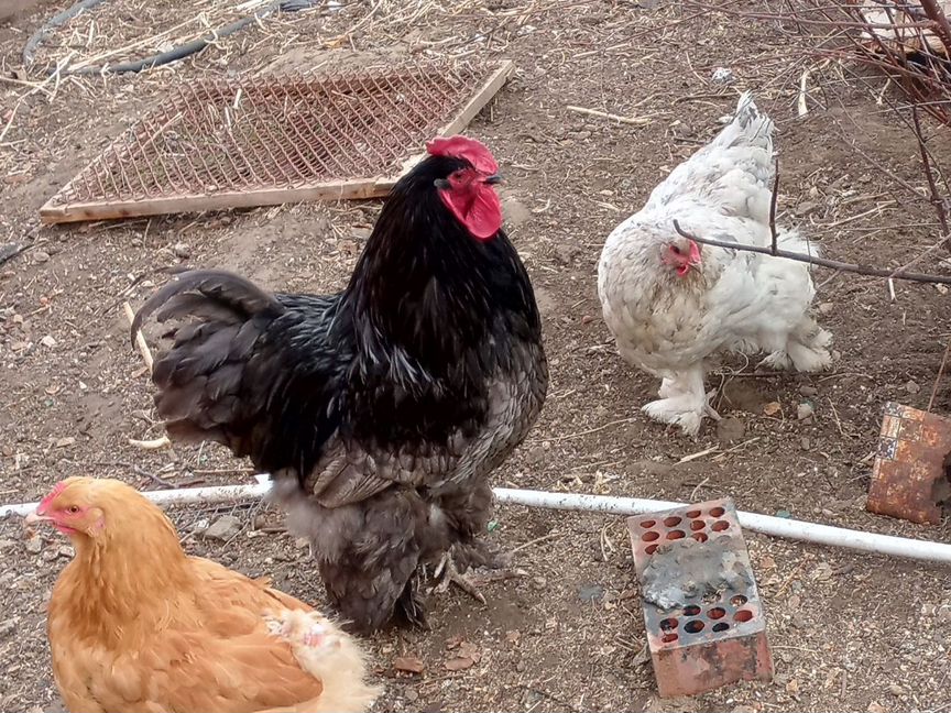 Цыплята смесь