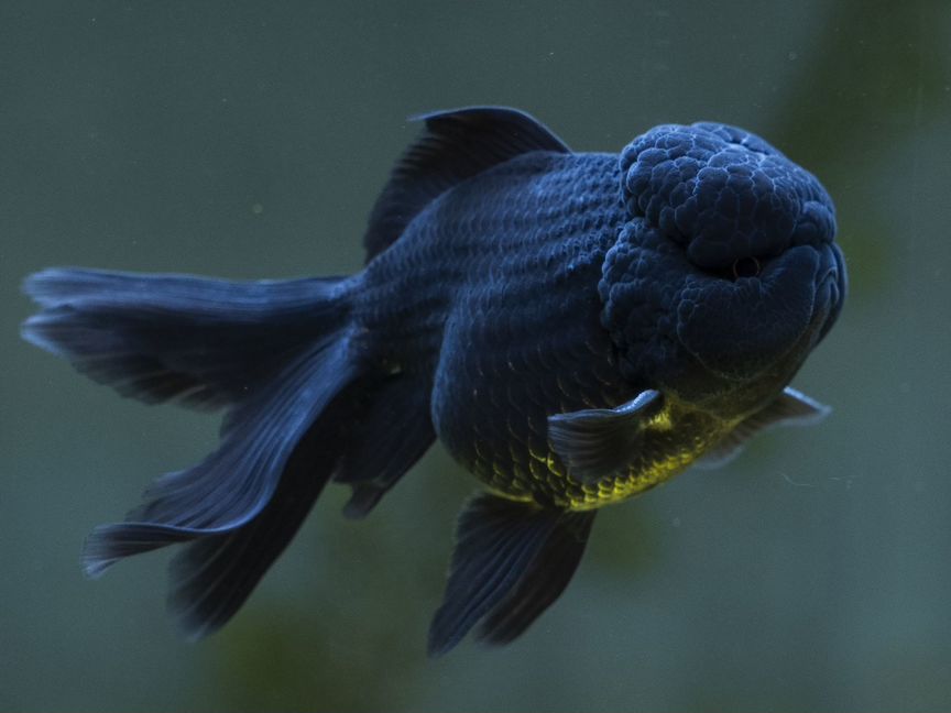 Оранда черная