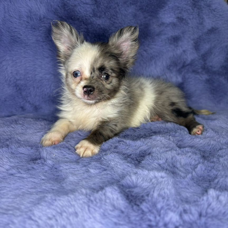 Мерле мини девочка