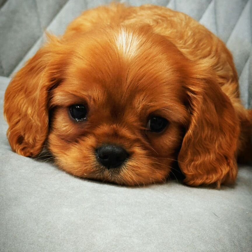 Кавалер мальчик рубиновый