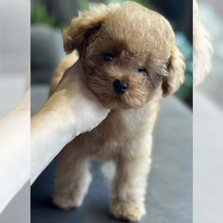 Той-пудель, щенок