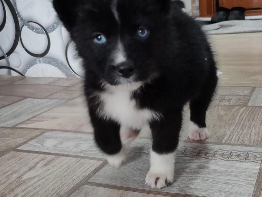 Продаются щенки Хаски