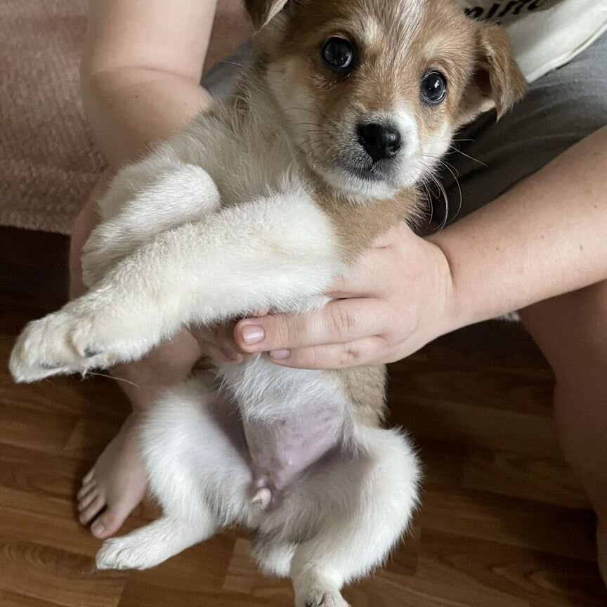 В хорошие руки