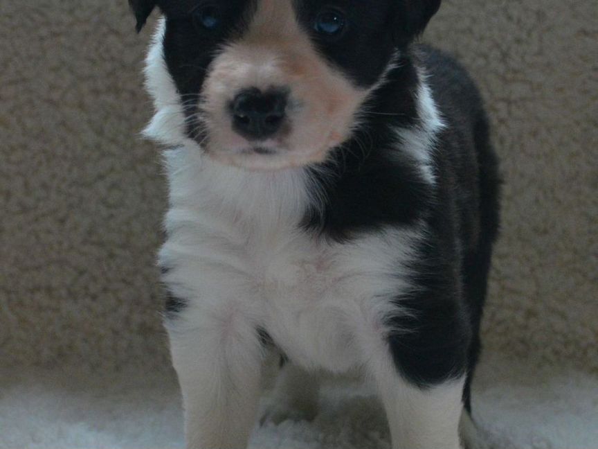 Бордер колли щенки