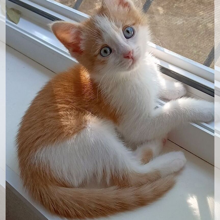 Рыжий котенок