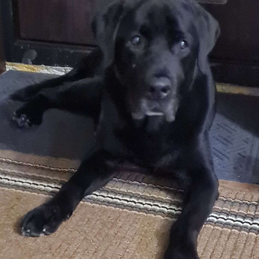 Отдам в добрые руки лабрадора